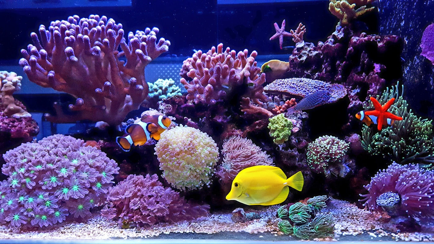 Reef & Aquarium Blog | Tips, Guides & News – Pure Reef